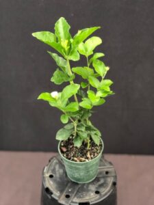 Jasminum sambac ‘Grand Duke Supreme’ (4″ pot) – Gardino Nursery