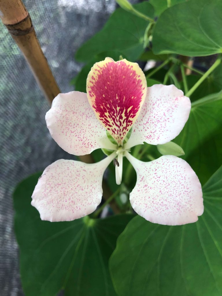 Bauhinia monandra – Napoleon’s plume – Pink Bauhinia (4″ pot) – Gardino ...