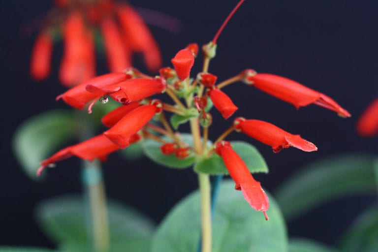 Sinningia cardinalis – Cardinal Flower (4″ pot) – Gardino Nursery