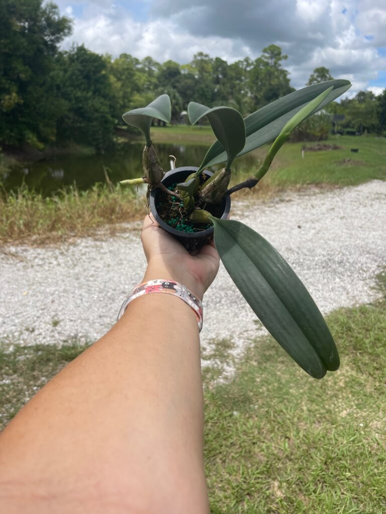 Bulbophyllum eberhardtii (3″ pot/blooming size) – Gardino Nursery