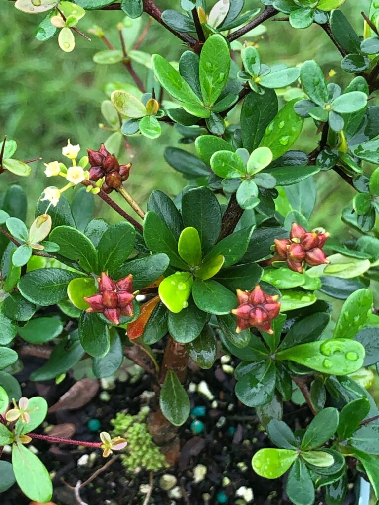 Bucida (Terminalia) spinosa – Spiny Black Olive (4″ pot) – Gardino Nursery