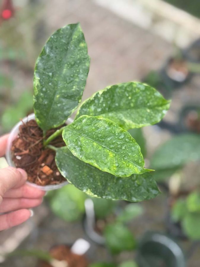 Hoya multiflora (variegated) (3″ pot) – Gardino Nursery