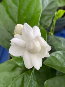 Jasminum sambac ‘Mysore Mulli’ – Arabian Jasmine (4″ pot) – Gardino Nursery