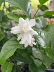 Jasminum sambac ‘Mysore Mulli’ – Arabian Jasmine (4″ pot) – Gardino Nursery
