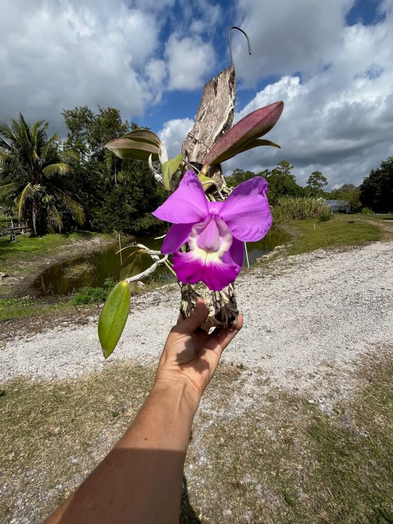 Cattleya walkeriana (tipo) (mounted) – Gardino Nursery