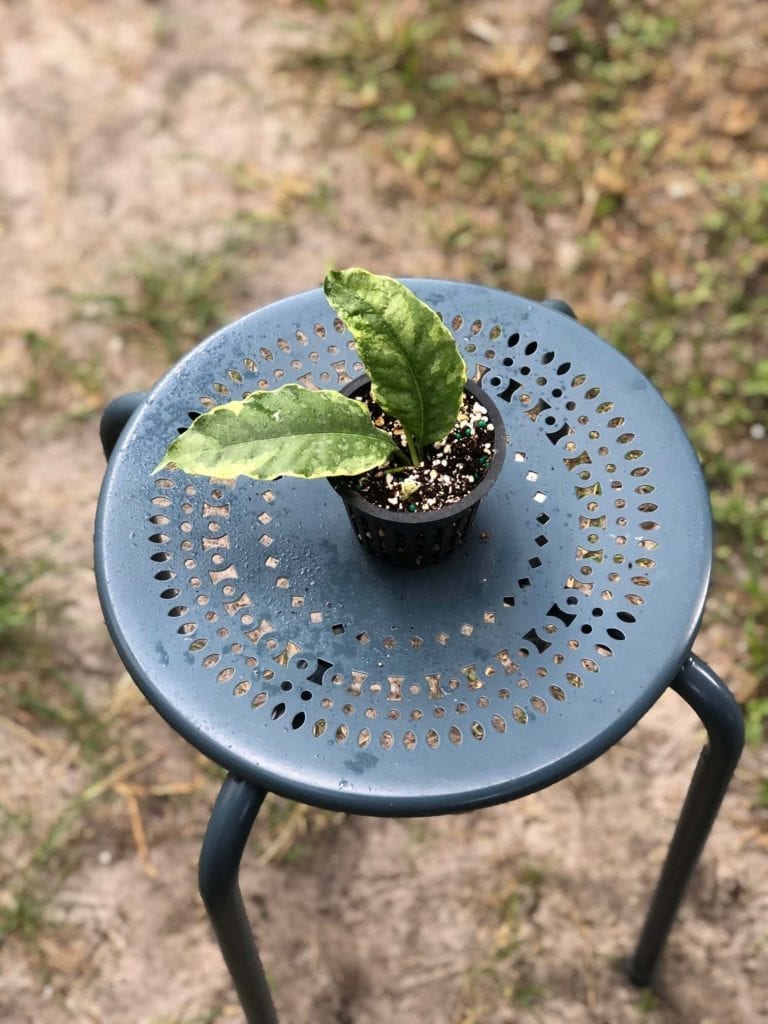 Hoya multiflora (variegated) (3″ pot) – Gardino Nursery