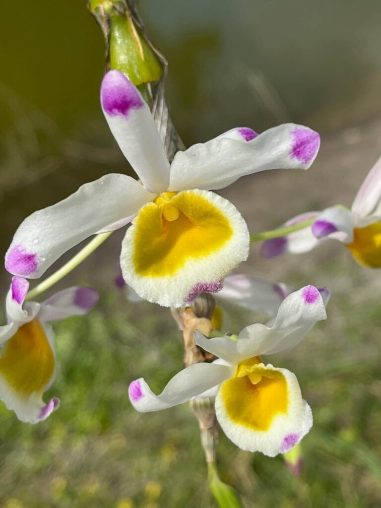 Dendrobium pendulum (check back in 2025) – Gardino Nursery