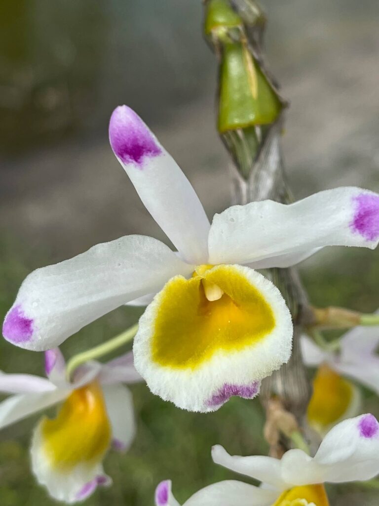 Dendrobium pendulum (check back in 2025) – Gardino Nursery