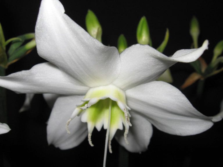Eucharis grandiflora – Amazon Lily (bare-root bulb) – Gardino Nursery