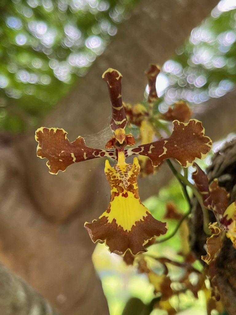 Trichocentrum stacyi – Oncidium stacyi 4″ hanging basket – Gardino Nursery