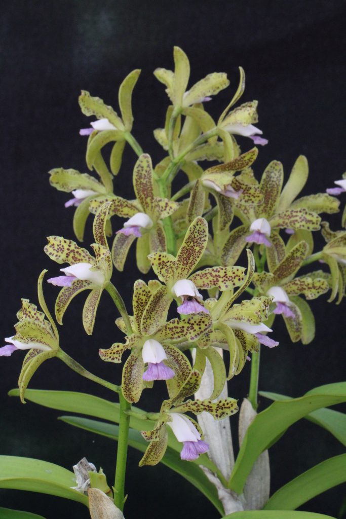 Cattleya guttata ‘tipo 2’ – Gardino Nursery