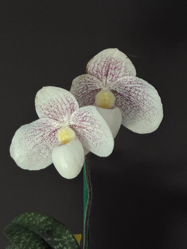 Paphiopedilum ‘Snow Squall’ (4″ pot) – Gardino Nursery