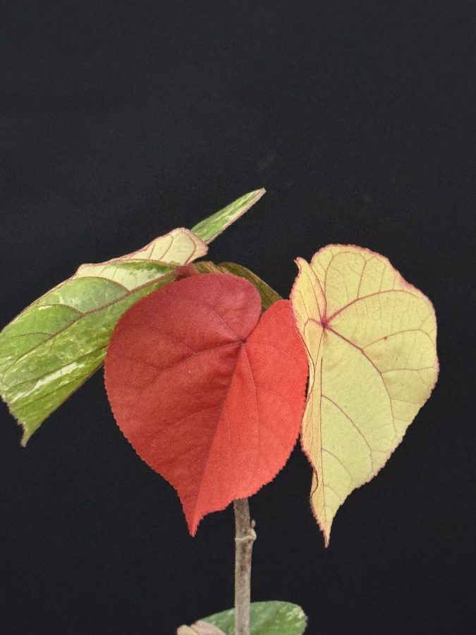 Hibiscus tiliaceus ‘Variegatum’ – Variegated Mahoe (4″ pot) – Gardino ...