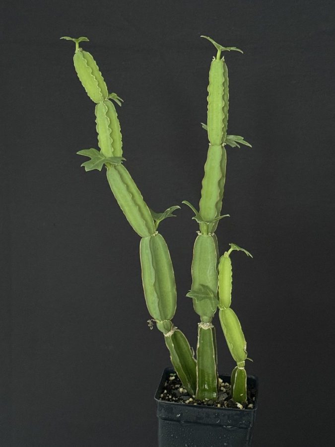 Cissus quadrangularis – Veld Grape (2.5″ pot) – Gardino Nursery