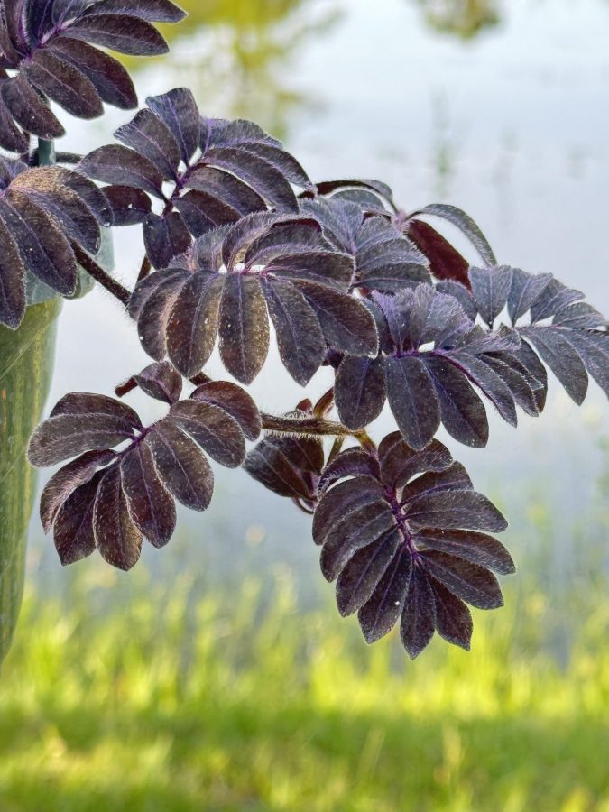 Solanum uleanum (Please, email us for availability) – Gardino Nursery