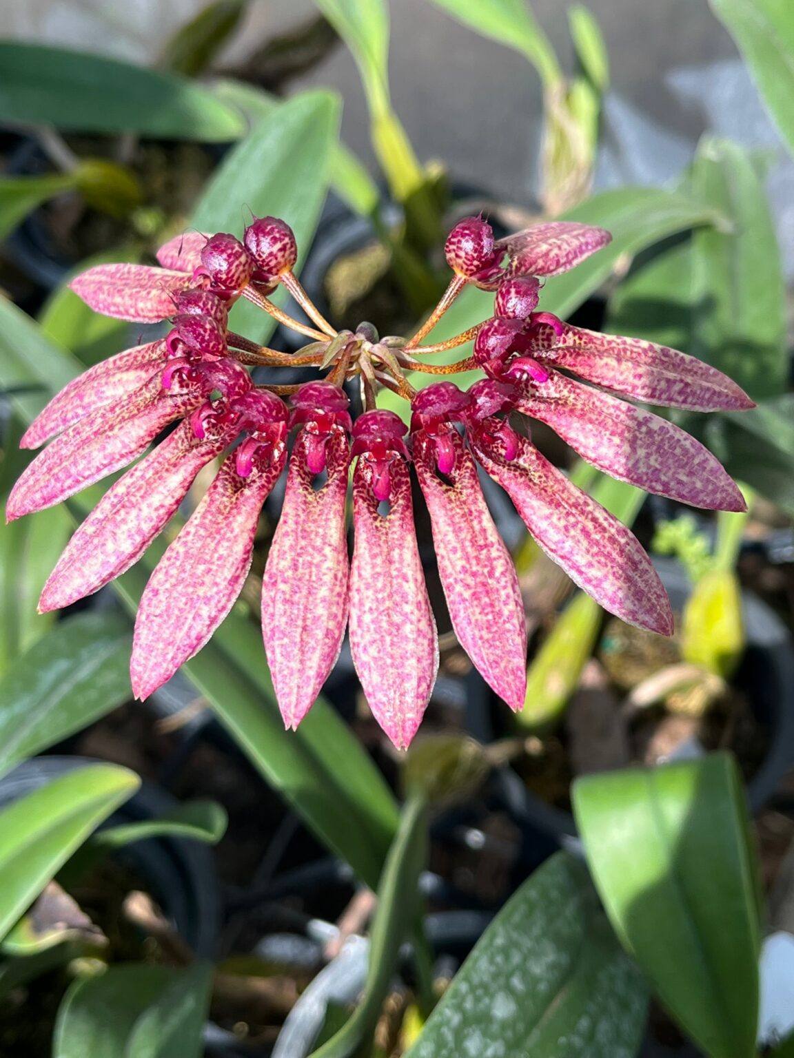 Bulbophyllum eberhardtii (3″ pot/blooming size) – Gardino Nursery