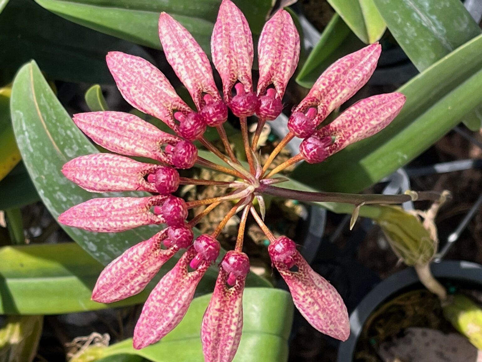 Bulbophyllum eberhardtii (3″ pot/blooming size) – Gardino Nursery