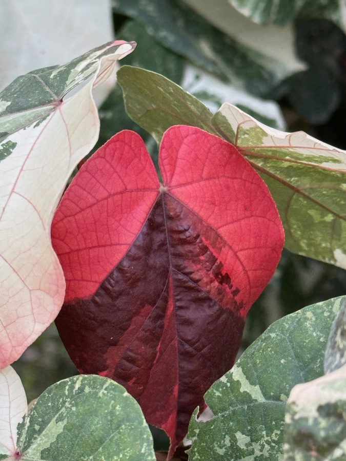 Hibiscus tiliaceus ‘Variegatum’ – Variegated Mahoe (4″ pot) – Gardino ...