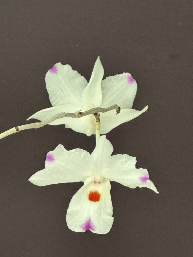 Dendrobium annae ‘White'(contact us for availability) – Gardino Nursery