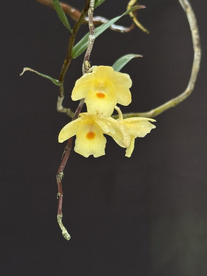 Dendrobium annae ‘Yellow’ (Please, contact us for availability ...