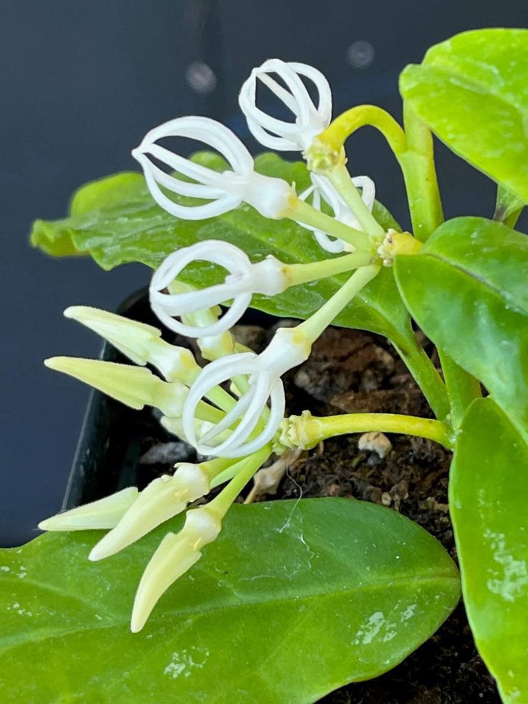 Hoya decipulae (3.5″ pot) – Gardino Nursery