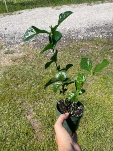 Jasminum sambac ‘Mysore Mulli’ – Arabian Jasmine (4″ pot) – Gardino Nursery