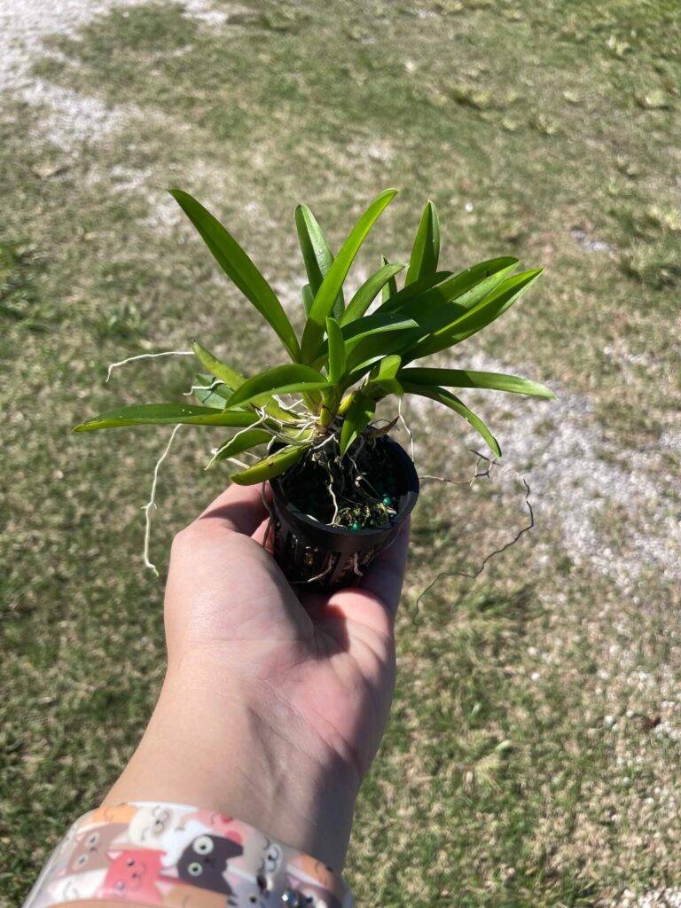 Rodriguezia venusta (mounted) – Gardino Nursery