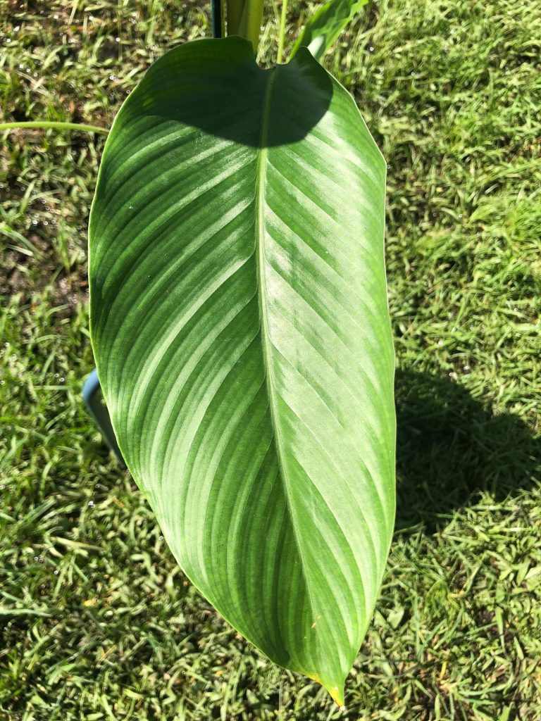 Calathea burle-marxii ‘Blue Ice’ – Ice Blue Calathea – Gardino Nursery