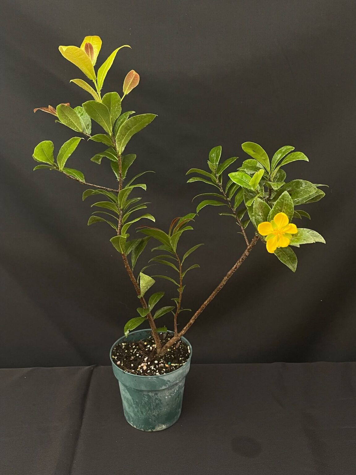 Ochna integerrima – Yellow Mai flower – Hoa Mai – Mai Vang Plant ...