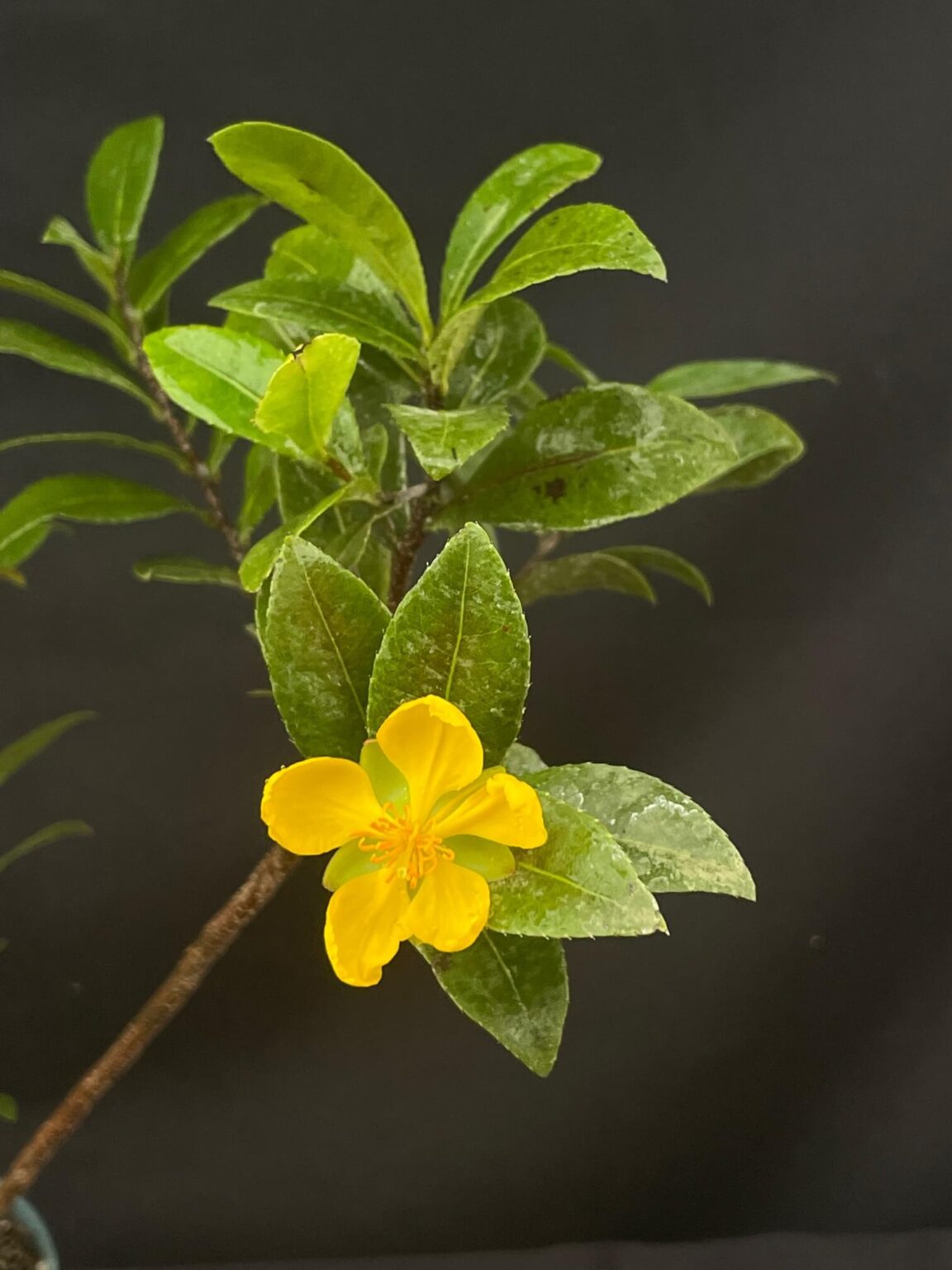 Ochna integerrima – Yellow Mai flower – Hoa Mai – Mai Vang Plant ...