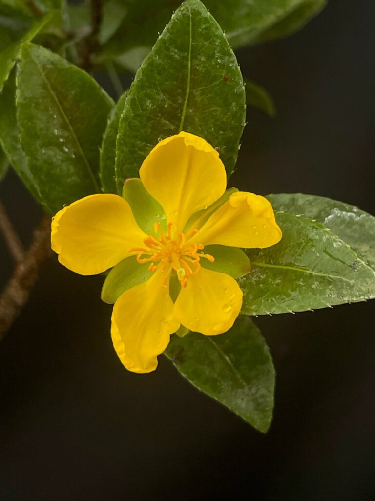 Ochna integerrima – Yellow Mai flower – Hoa Mai – Mai Vang Plant ...