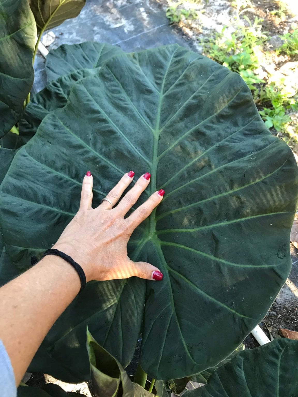 Alocasia ‘Regal Shields’ – Regal Shields Elephant Ear (4″ pot ...