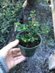 Ehretia microphylla – Fukien Tea (4″ pot) – Gardino Nursery