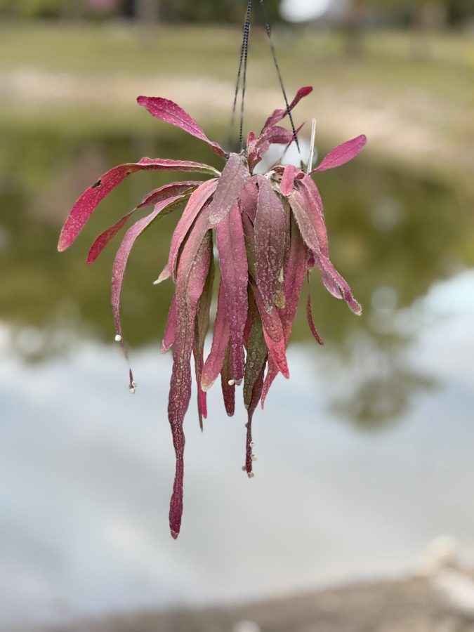 Kimnachia / Pseudorhipsalis ramulosa – Mistletoe Cactus, Red Rhipsalis ...
