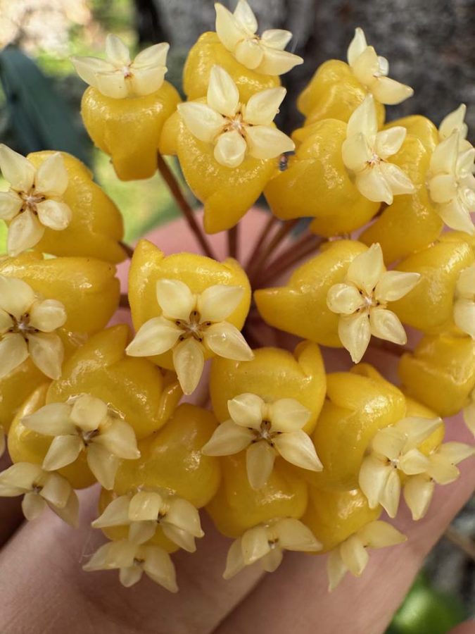 Hoya ‘Golden Phoenix’ GN-08 (H. ilagiorum x unknown) (3″ pot) – Gardino ...