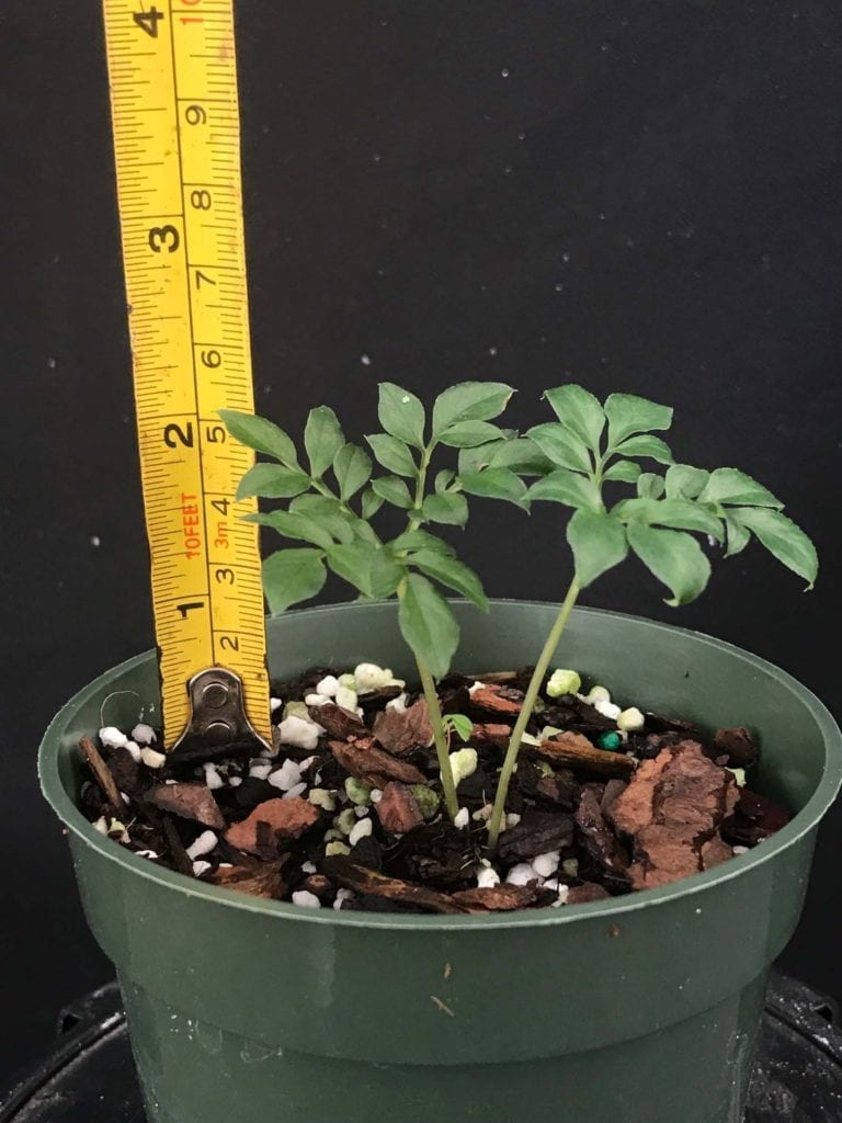 Amorphophallus ongsakulii – Miniature Voodoo Lily (3″ pot) – Gardino ...