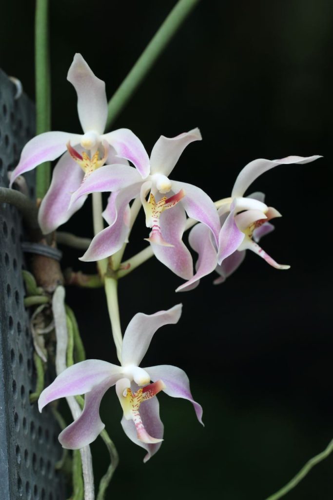 Paraphalaenopsis laycockii (mounted) – Gardino Nursery