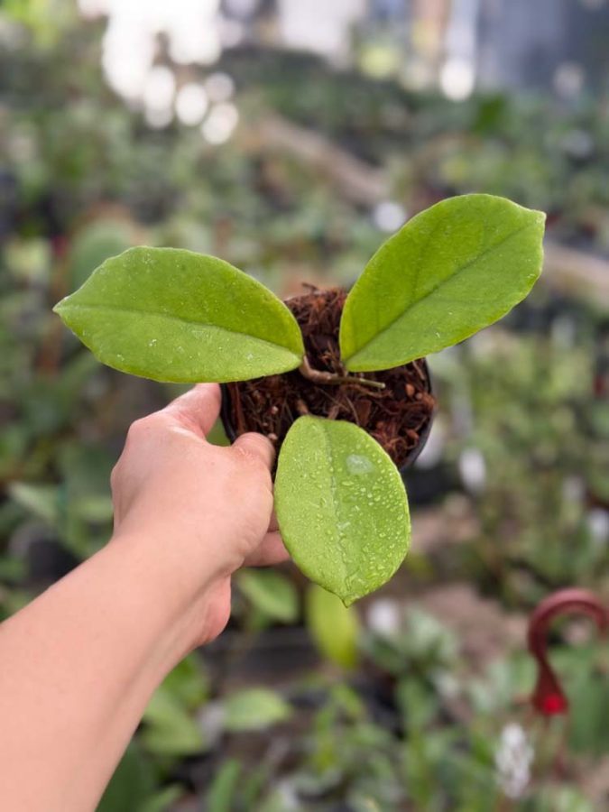 Hoya ‘Waffle Queen’ RHM-1022 (4″ pot) – Gardino Nursery