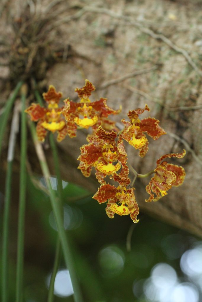 Trichocentrum stacyi – Oncidium stacyi 4″ hanging basket – Gardino Nursery