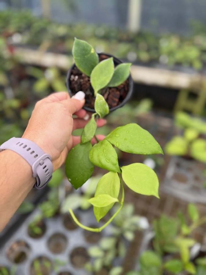Hoya anulata (3″ pot) – Gardino Nursery