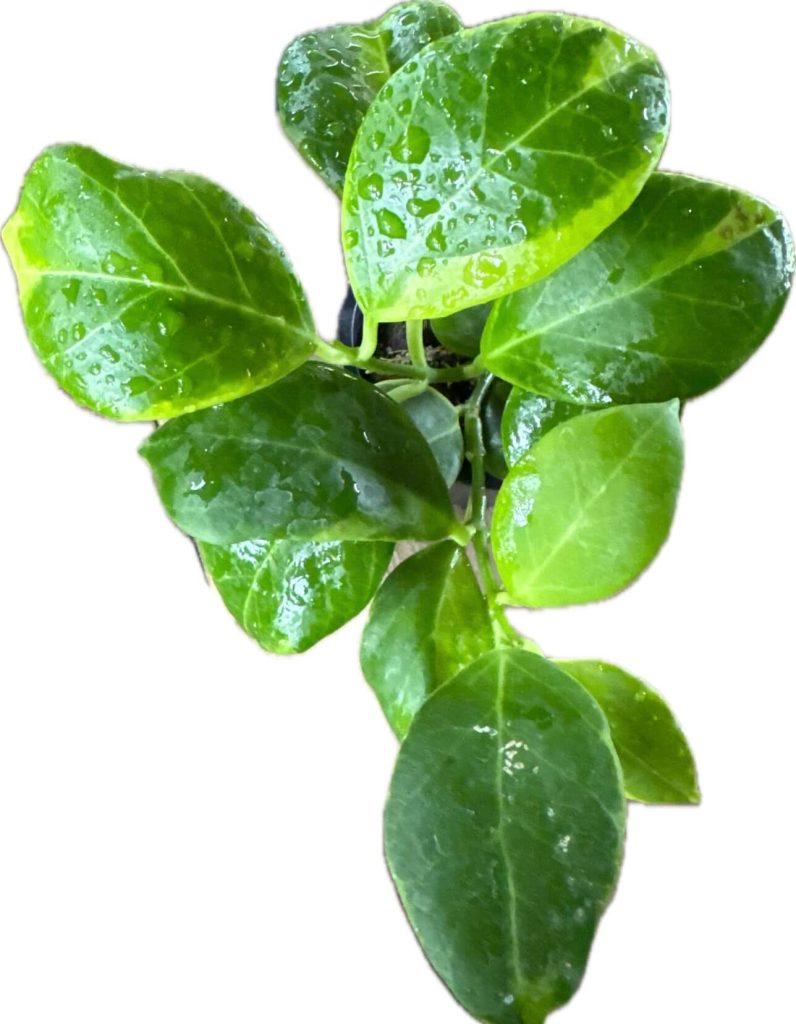 Hoya obscura (variegated) (3″ pot) (coming in spring) – Gardino Nursery