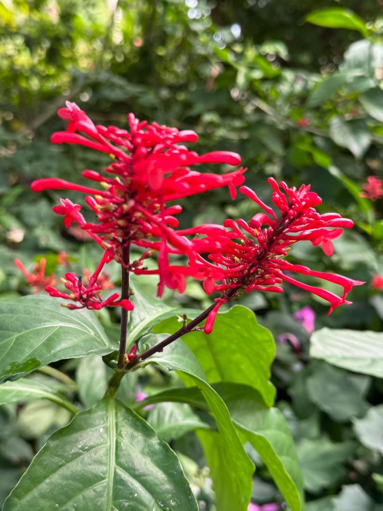 Odontonema strictum – Cardinal Guard (Email for availability) – Gardino ...