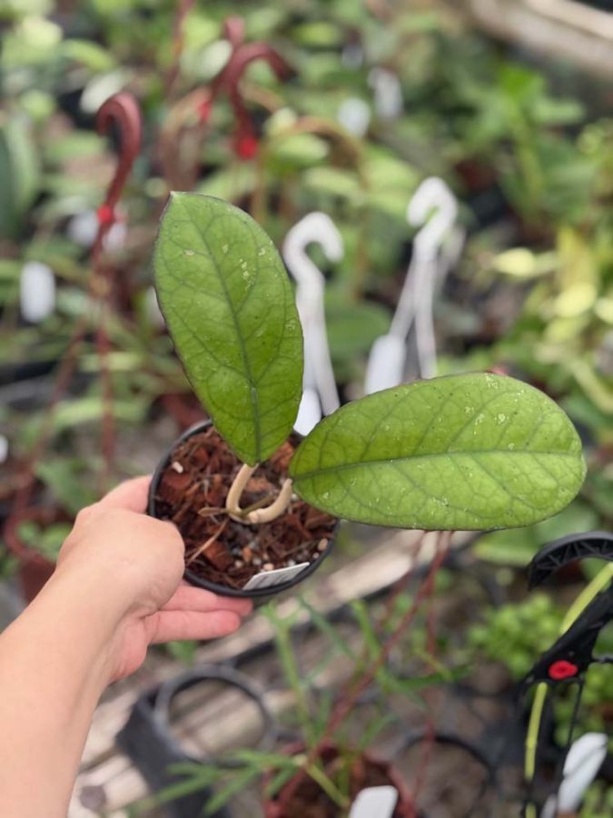 Hoya leoensis (Hoya ‘Viola’ x Hoya fuscomarginata) (4″ pot) – Gardino ...