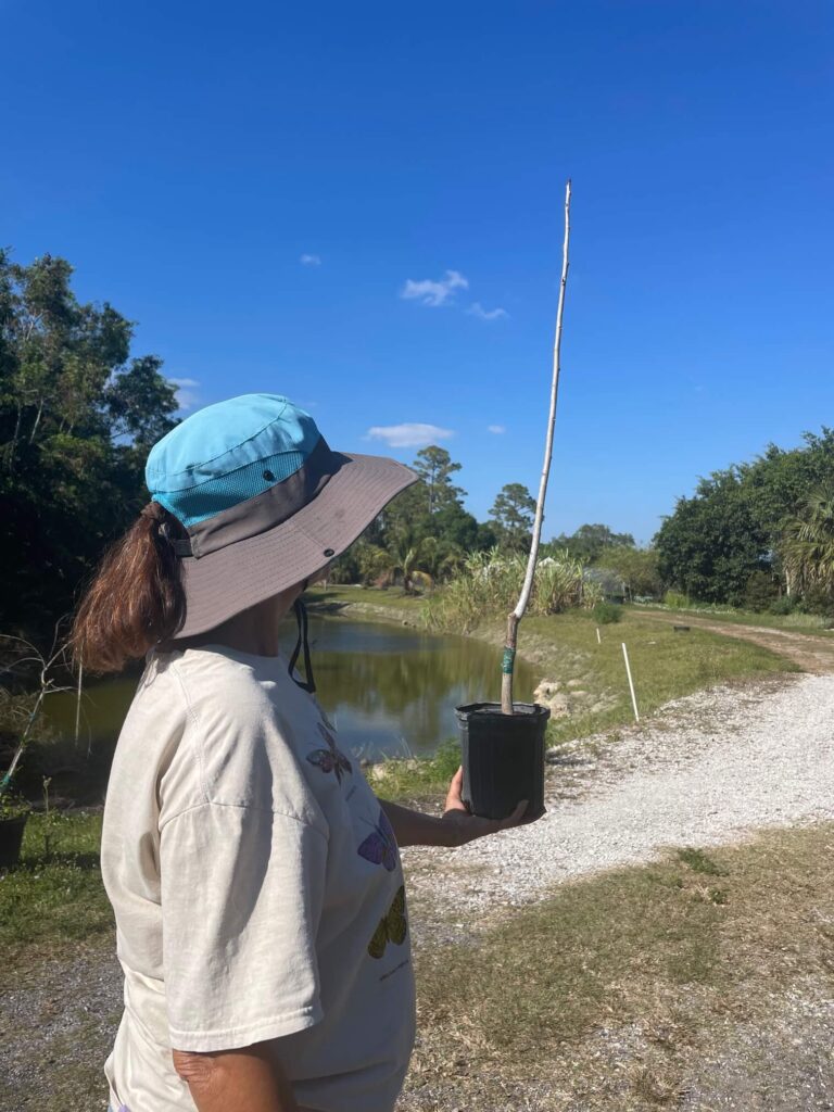 Cochlospermum vitifolium ‘Florepleno’ – Double Buttercup Tree (6″ pot ...
