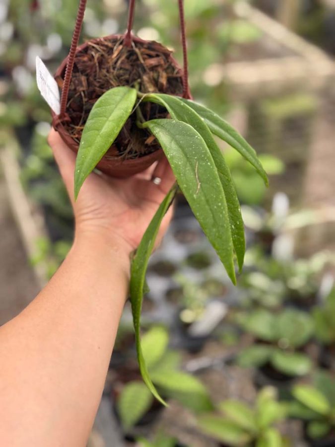 Hoya sulawesiana (4″ HB) – Gardino Nursery