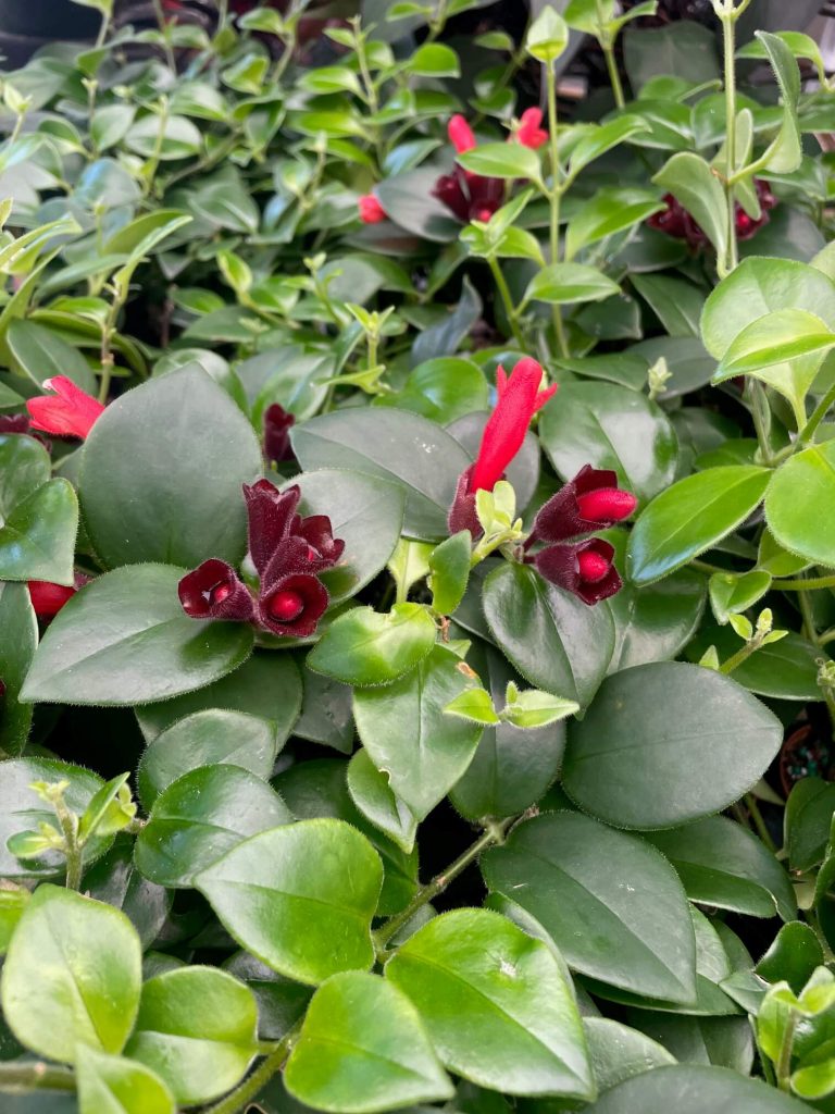 Aeschynanthus lobbianus – Lipstick Plant (3″ pot) – Gardino Nursery