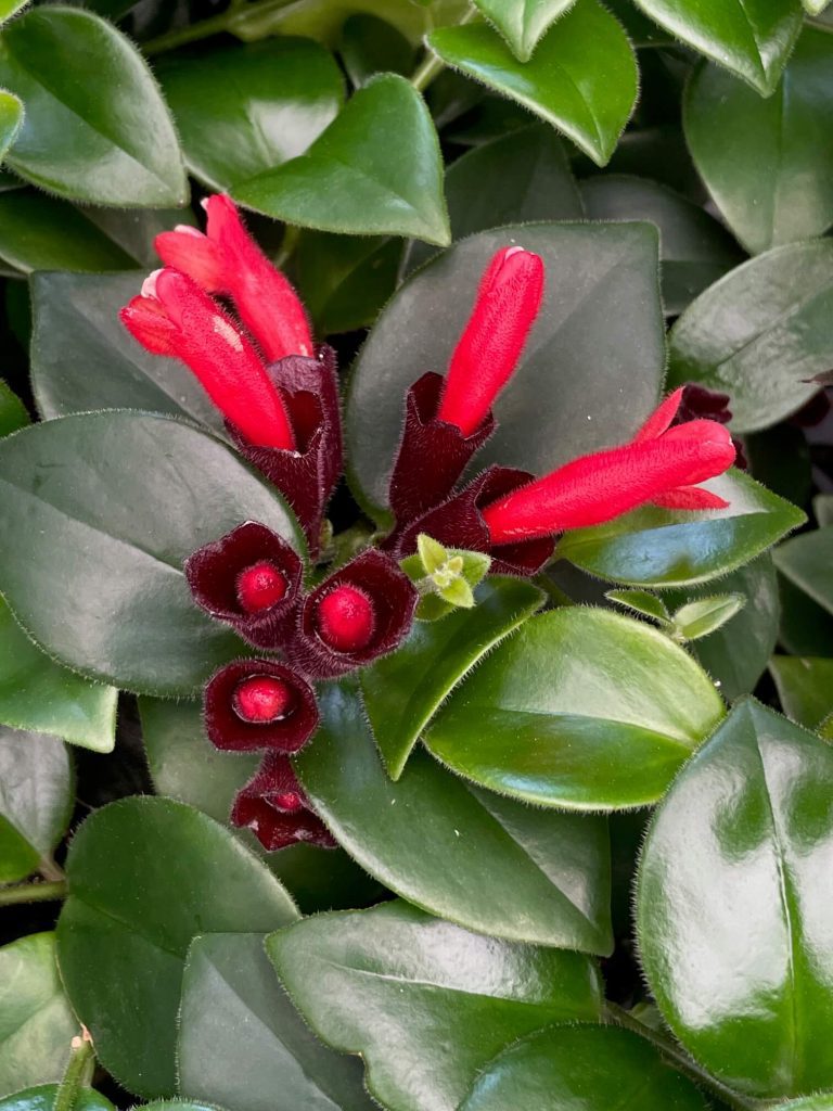 Aeschynanthus lobbianus – Lipstick Plant (3″ pot) – Gardino Nursery