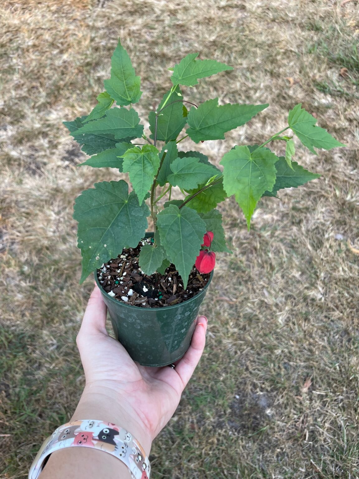 Abutilon megapotamicum – Trailing Abutilon (4″ pot) – Gardino Nursery