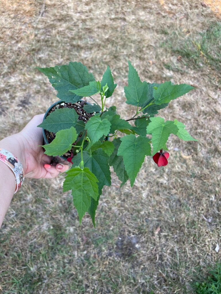 Abutilon megapotamicum – Trailing Abutilon (4″ pot) – Gardino Nursery