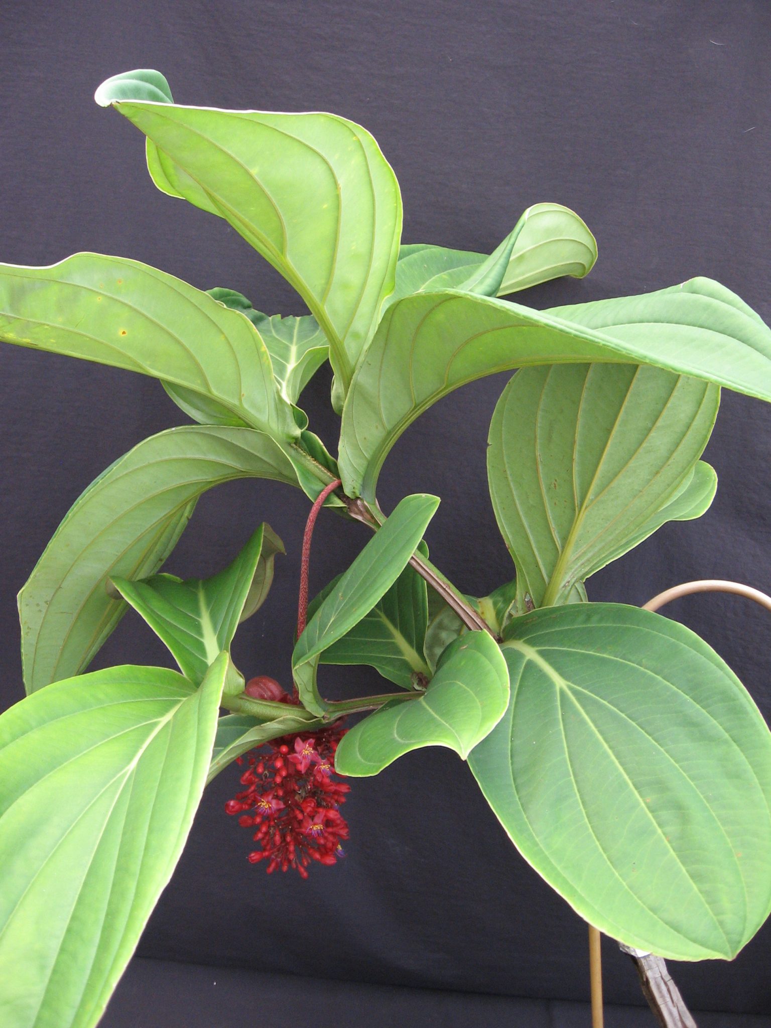 Medinilla miniata – Crimson Medinilla (on request only) – Gardino Nursery